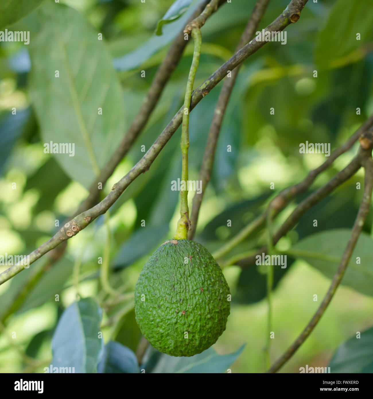 Avocados growing on a tree Stock Photo - Alamy