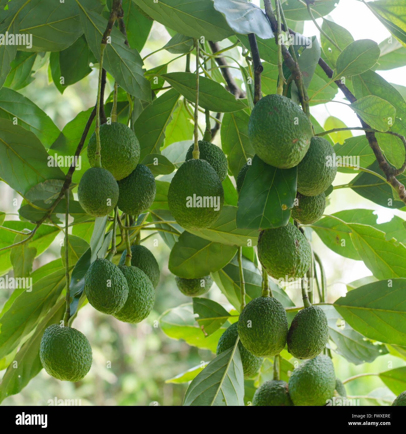 Avocados growing on a tree Stock Photo - Alamy
