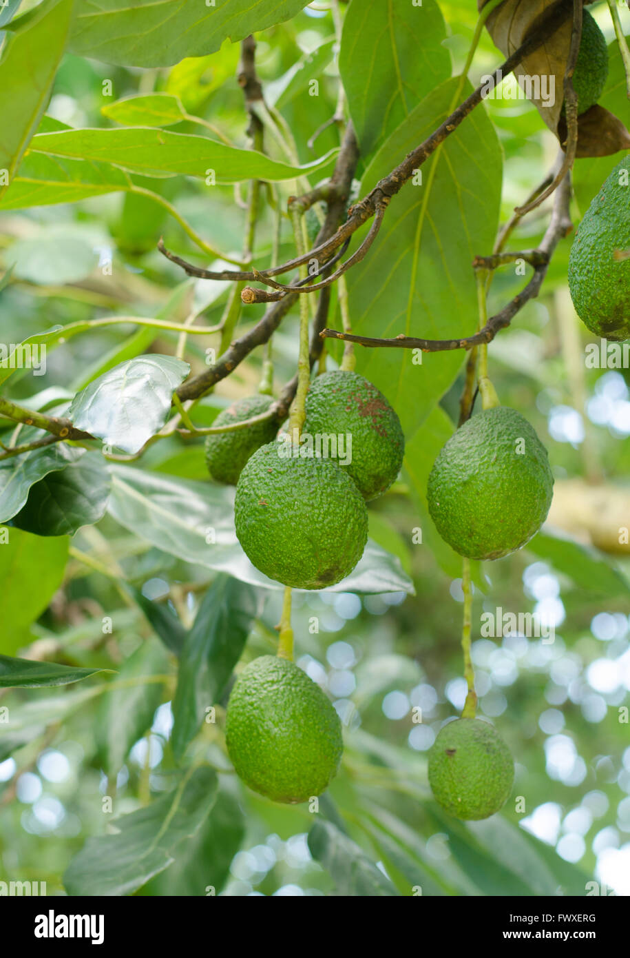 Avocados growing on a tree Stock Photo - Alamy