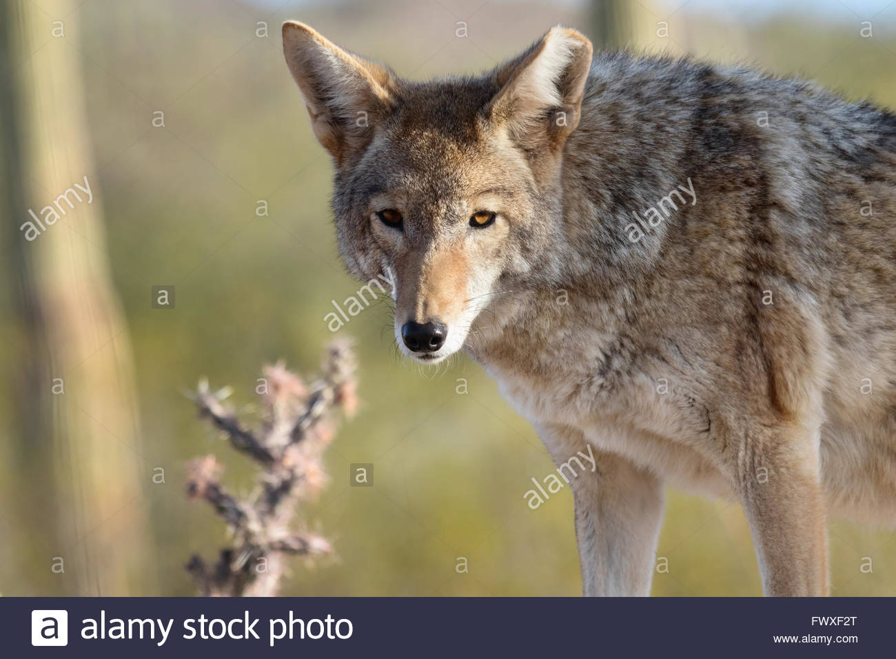Arizona Coyote Animal Stock Photos & Arizona Coyote Animal Stock Images ...