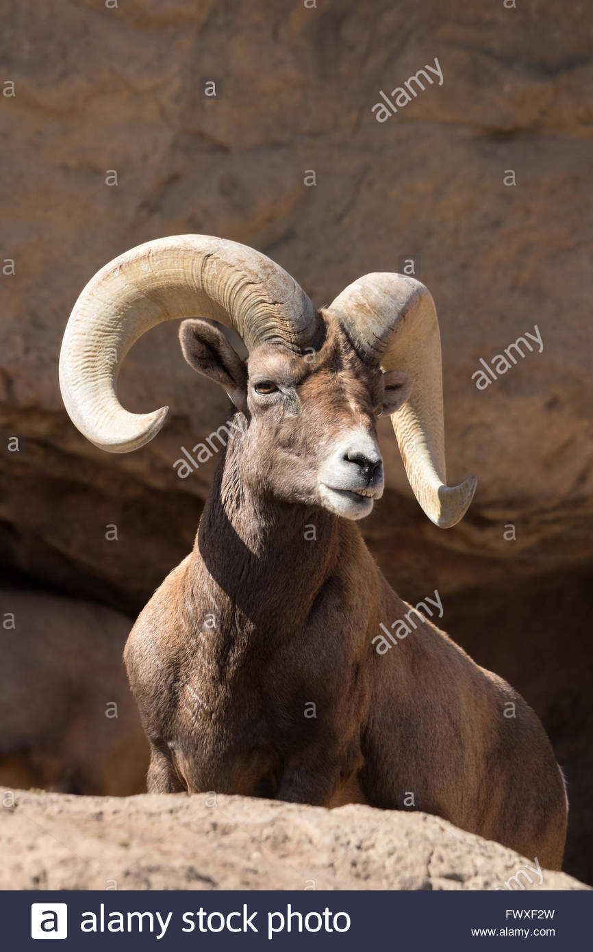 Desert Bighorn Sheep High Resolution Stock Photography and Images - Alamy