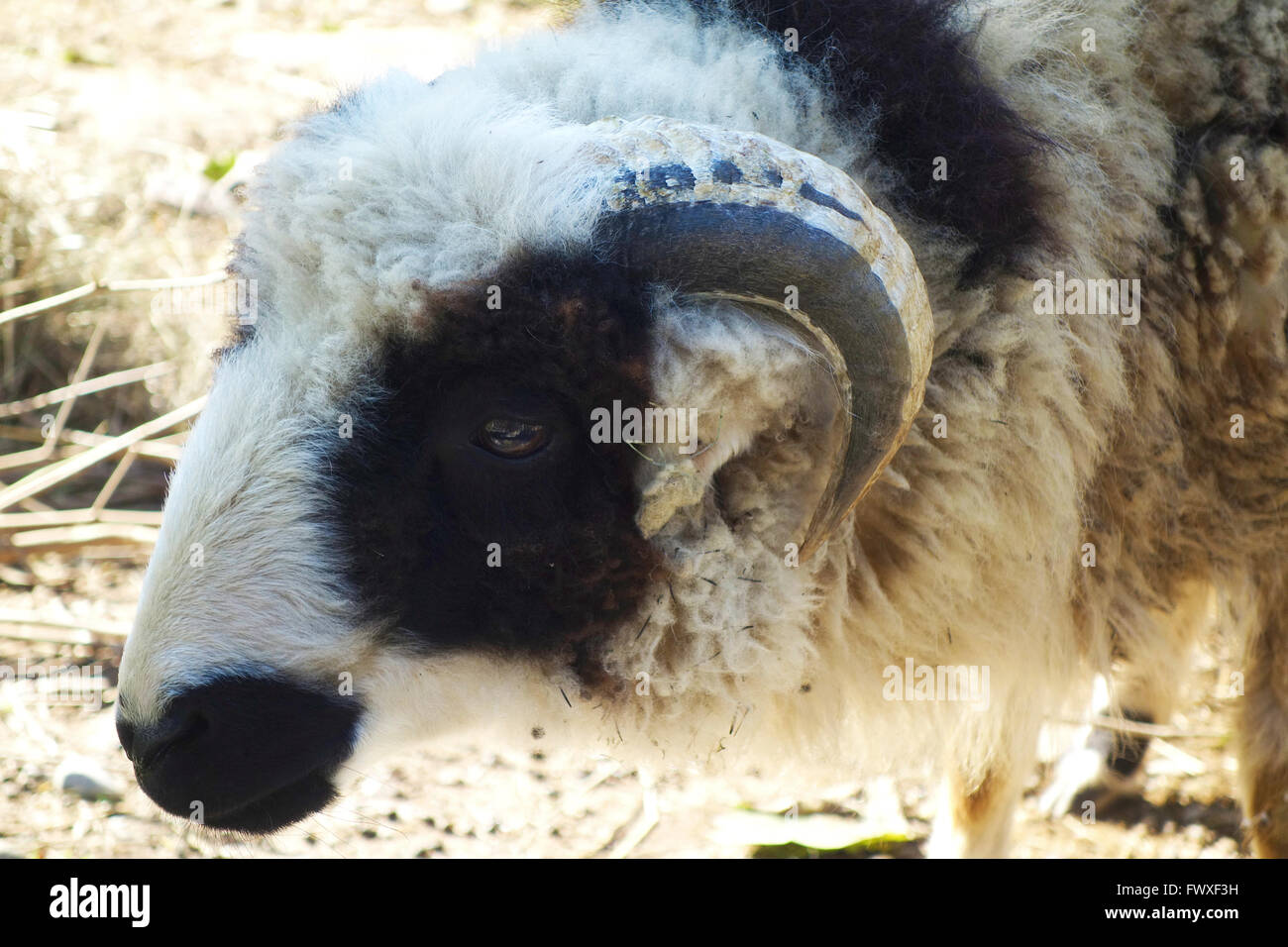 Sheep himachal hi-res stock photography and images - Alamy