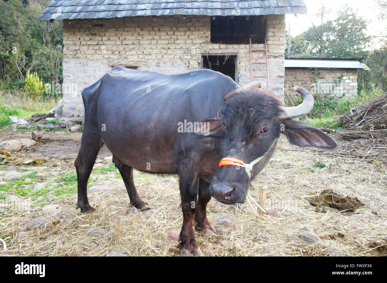 Cattle shade hi-res stock photography and images - Alamy