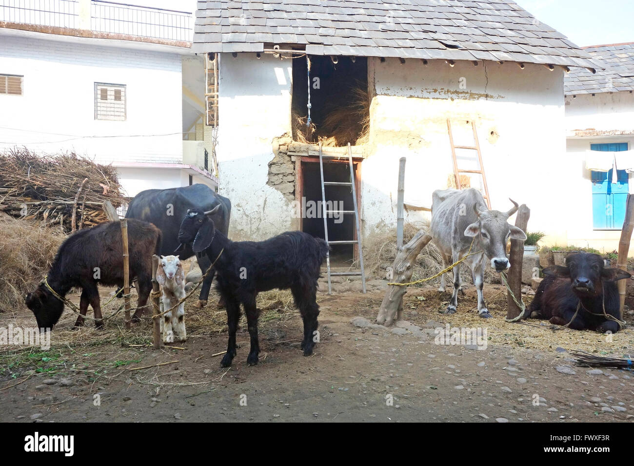 Buffalo grazing near cattle shade Stock Photo - Alamy