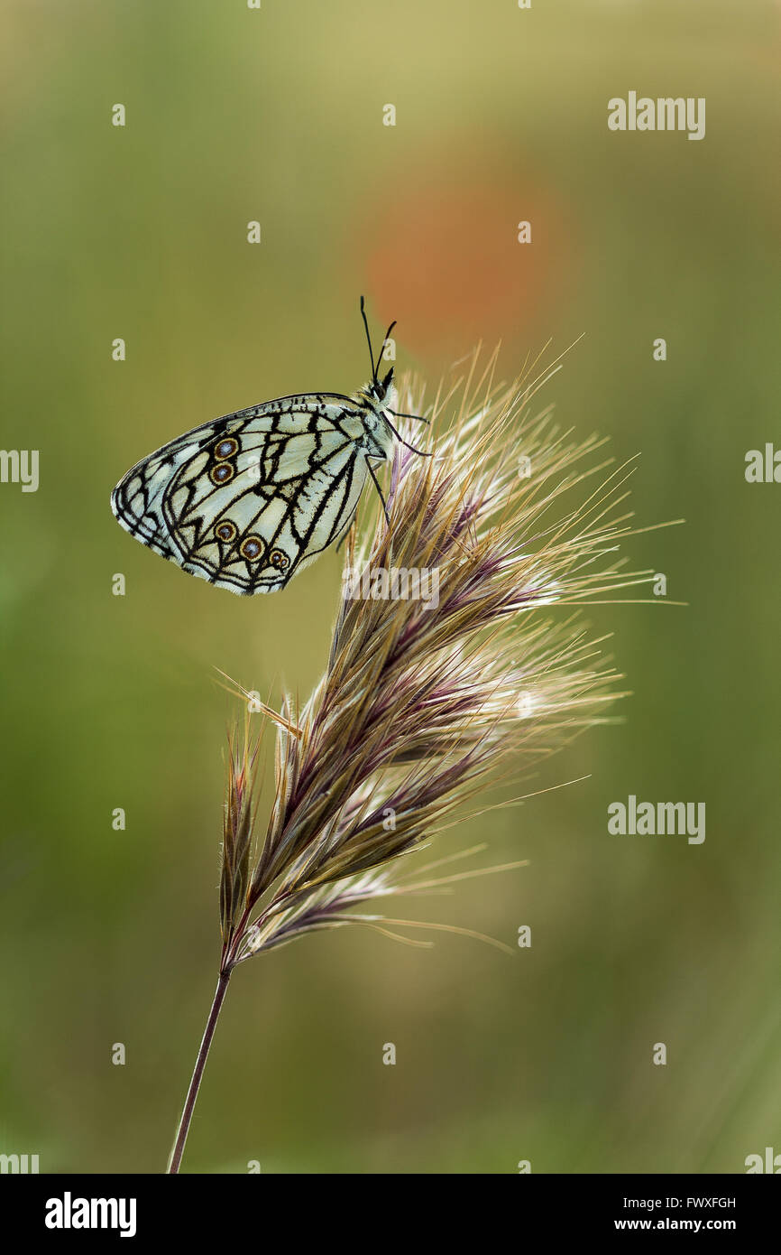 Spanish fly insect hi-res stock photography and images - Alamy