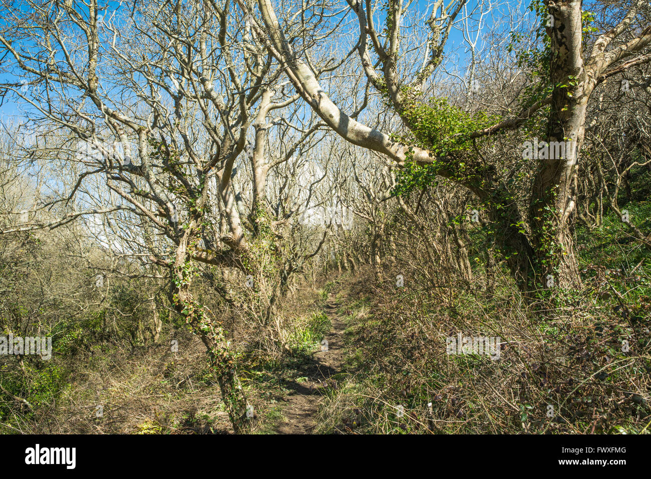 Footpath through trees on a sunny spring morning Stock Photo - Alamy
