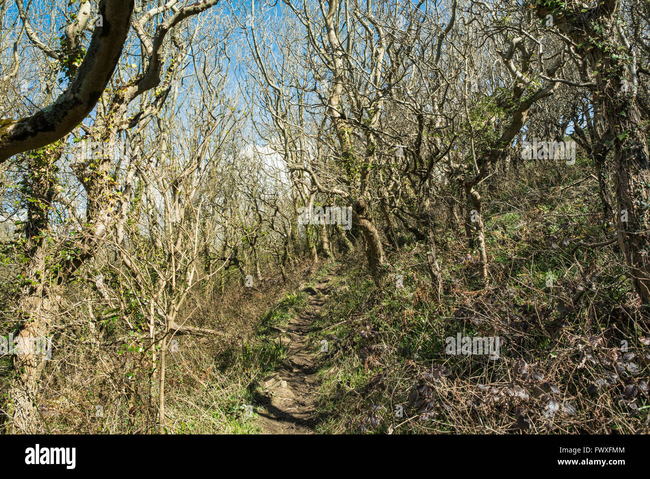 Footpath climbing through trees on a sunny spring morning Stock Photo ...