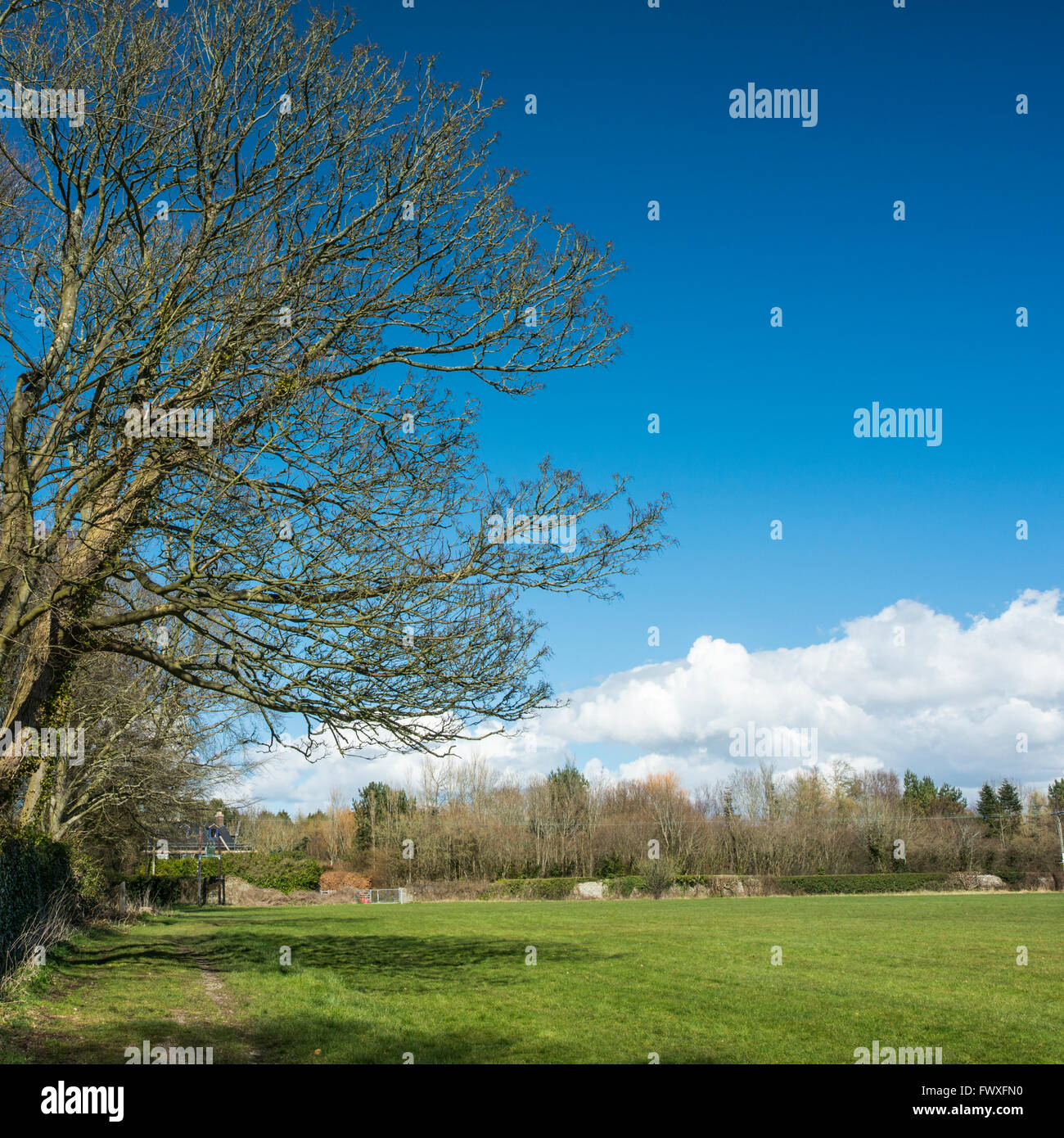 Footpath leaning slant tree hi-res stock photography and images - Alamy