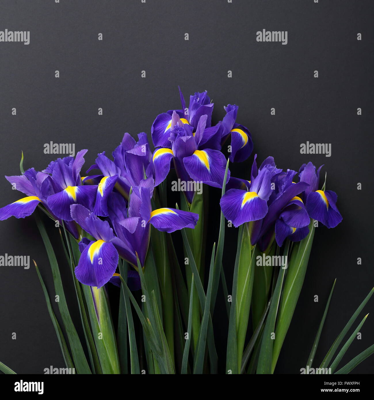 Many beautiful flowers irises hi-res stock photography and images - Alamy