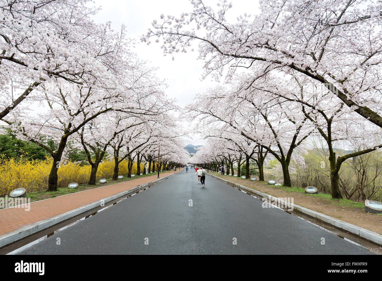 Cherry Blossom trees at Gyeongju, south korea Stock Photo - Alamy
