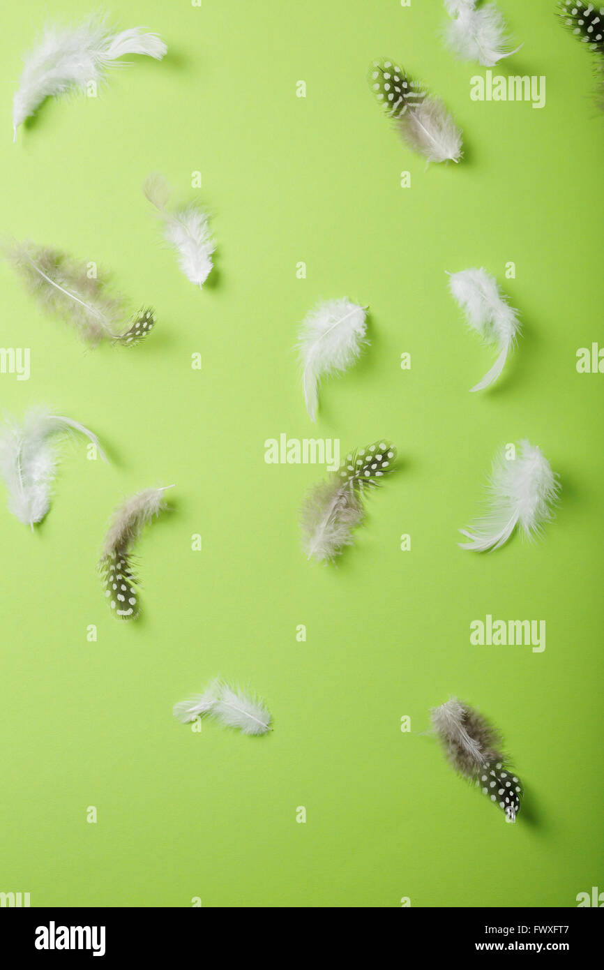 feathers on spring easter background, top view Stock Photo - Alamy