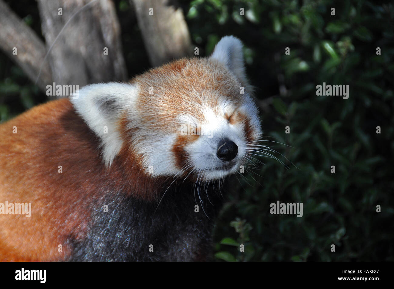 Red panda with closed eyes Stock Photo - Alamy