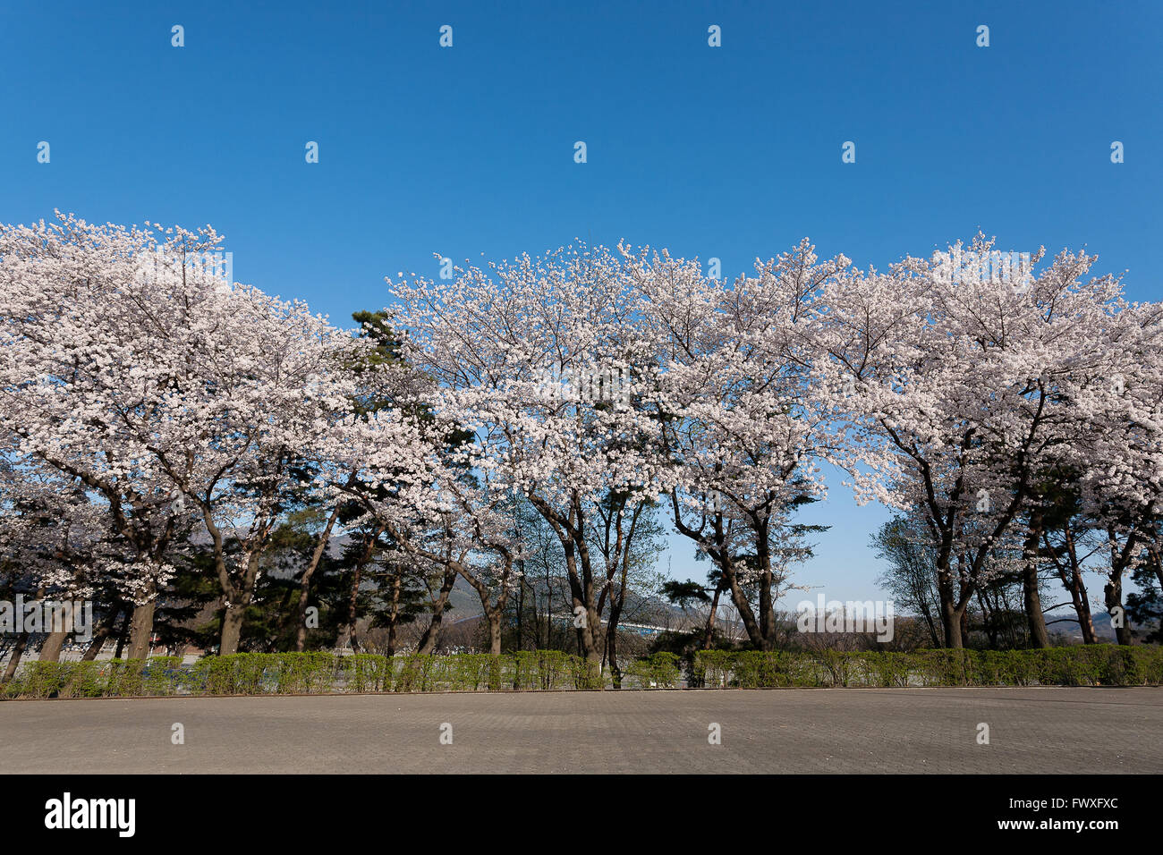 Cherry Blossom Trees in early morning Stock Photo - Alamy