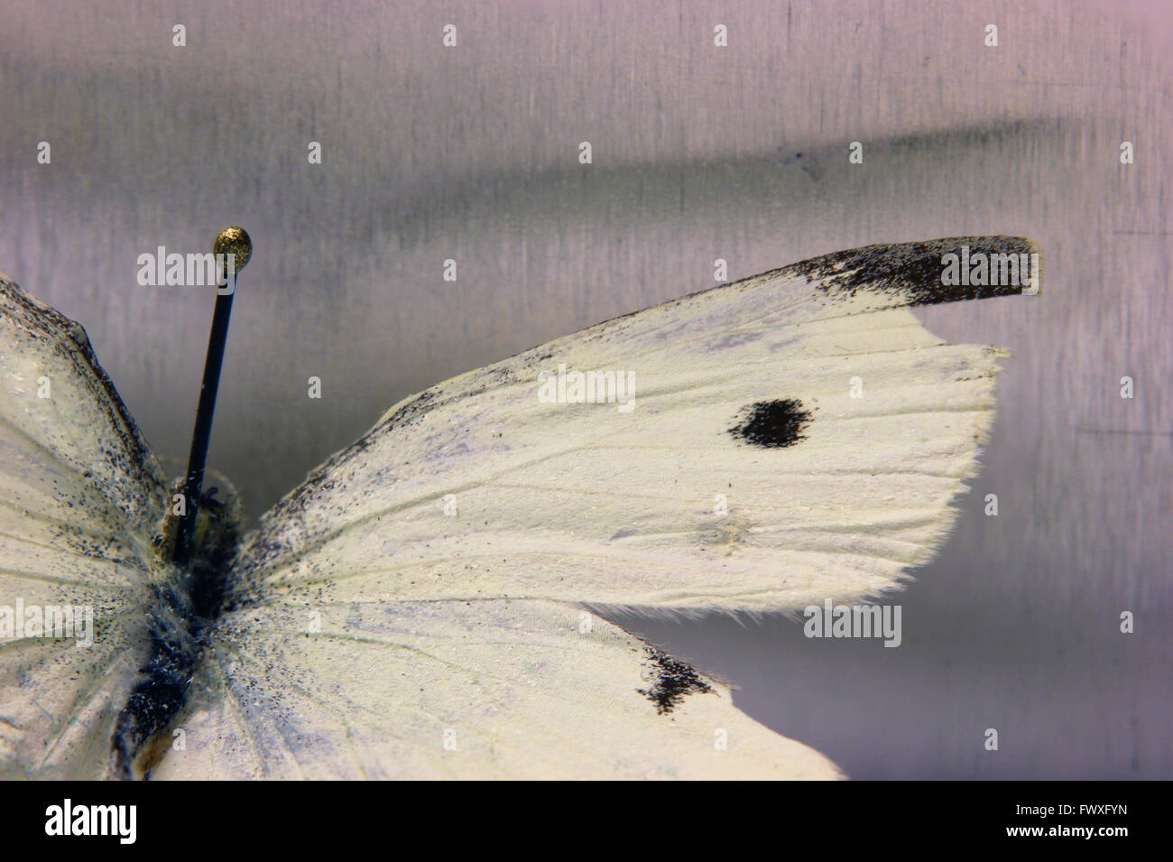 Macro shot of the small cabbage white (Pieris rapae). The insect is ...
