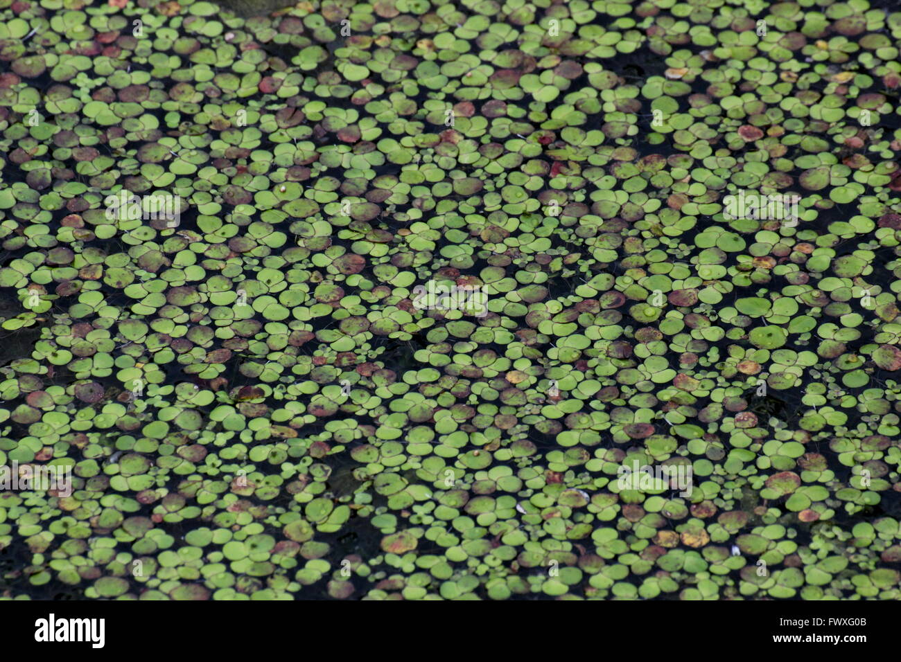 Duckweed (Lemna) floating on water surface Stock Photo - Alamy