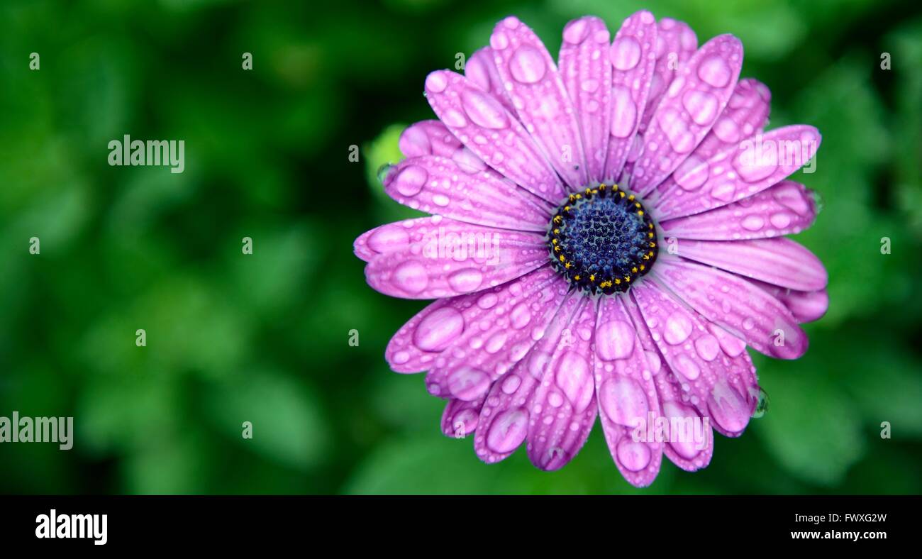 purple daisy and water drops Stock Photo - Alamy