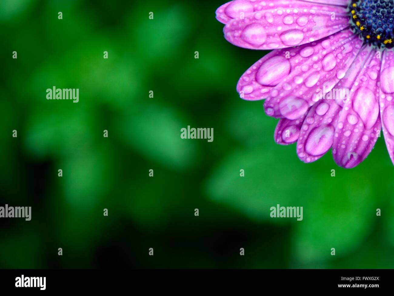 purple daisy and water drops Stock Photo - Alamy