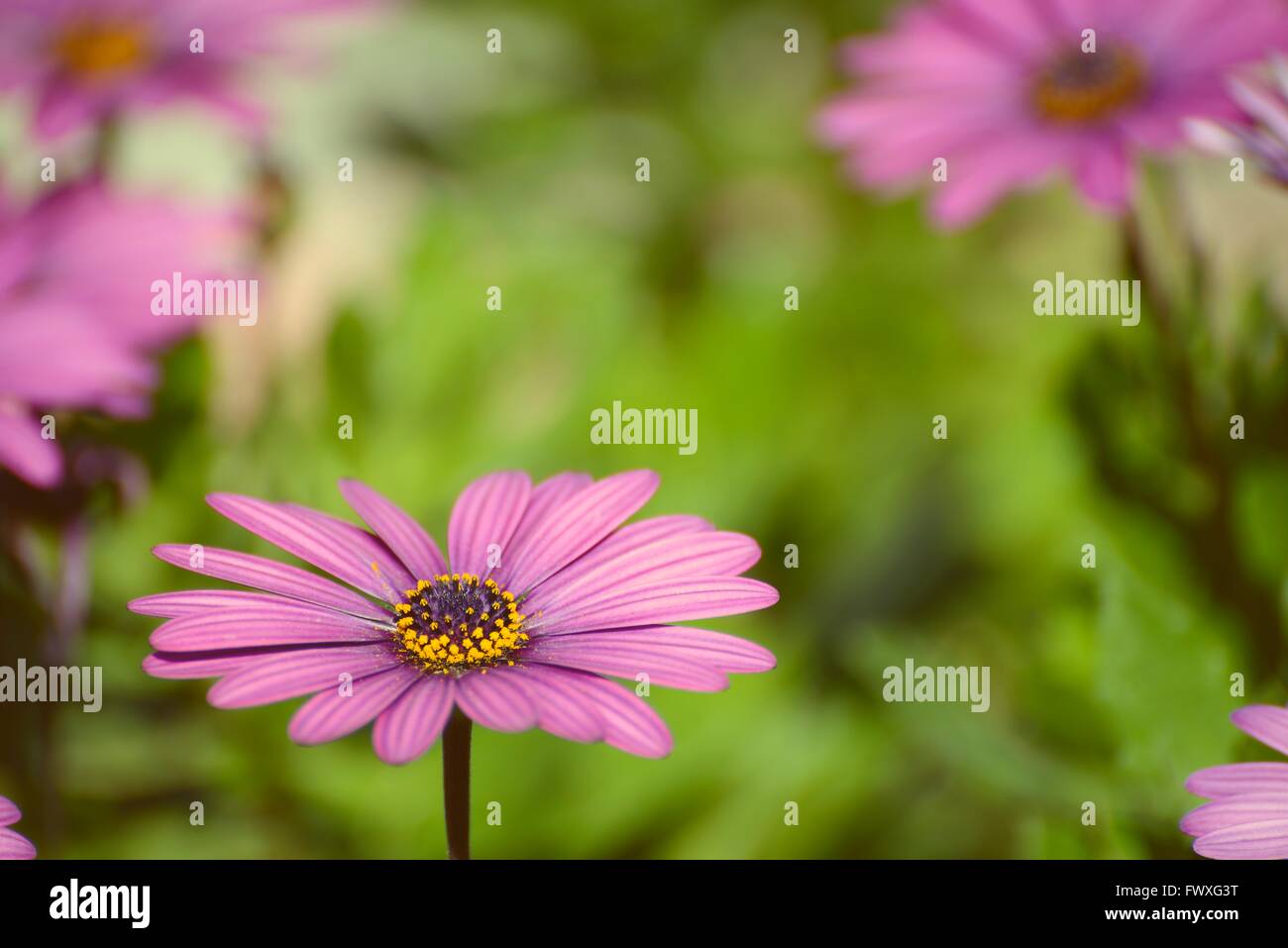 Purple daisy in background hi-res stock photography and images - Alamy