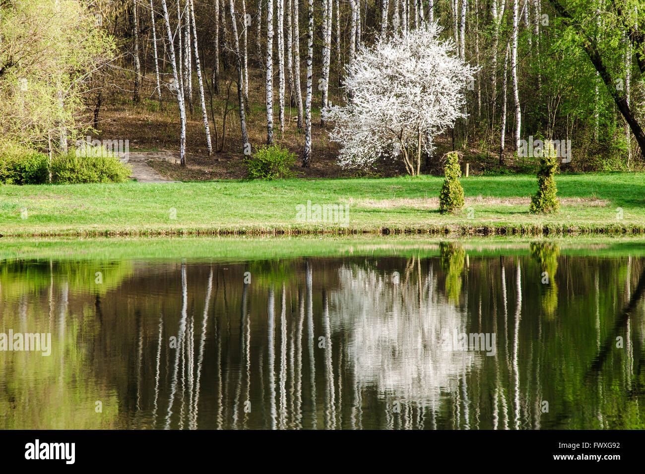 spring landscape with reflection in the lake of brich forest, botanic ...
