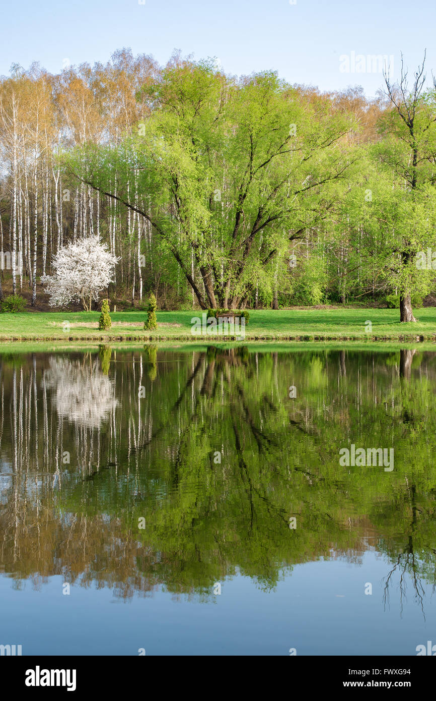 vertical spring landscape with reflection in the lake of brich forest ...
