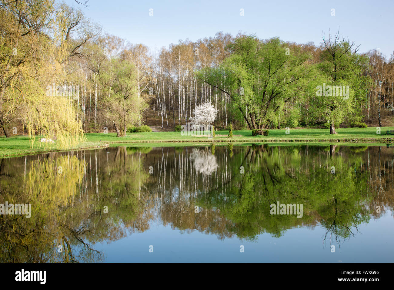 spring landscape with reflection in the lake of brich forest, botanic ...