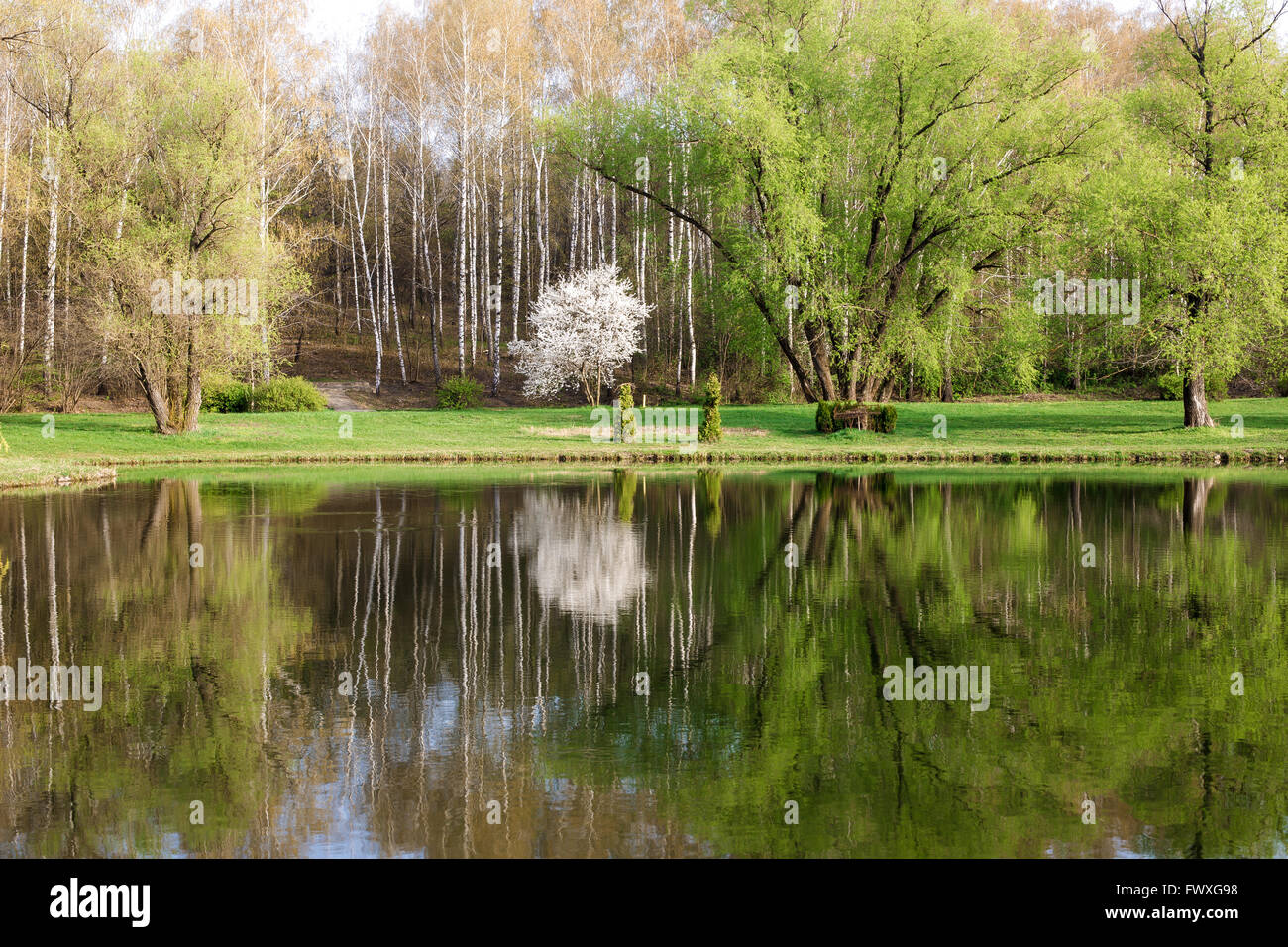 spring landscape with reflection in the lake of brich forest, botanic ...