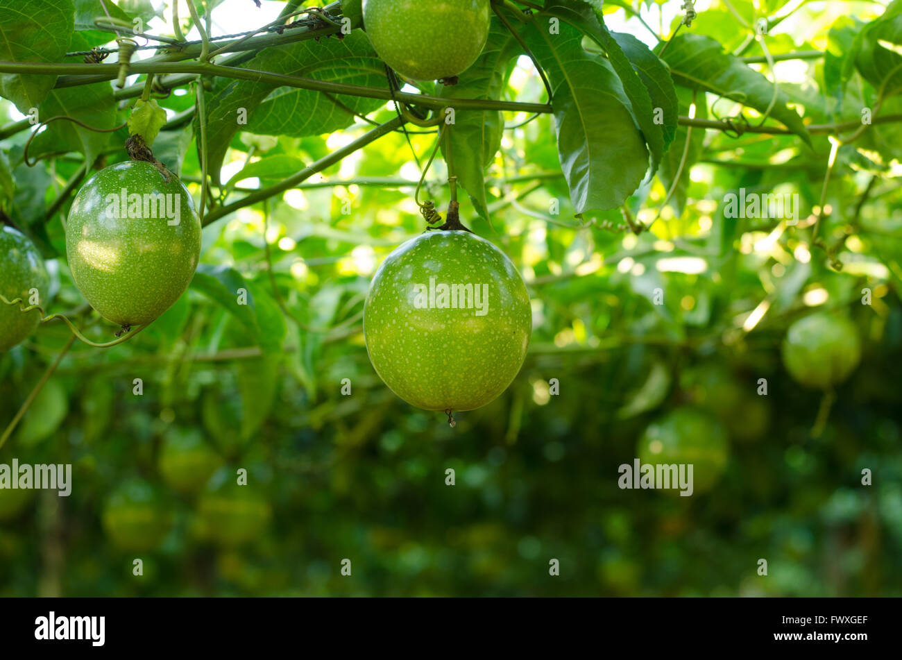 passion fruit growing on the vine Stock Photo - Alamy