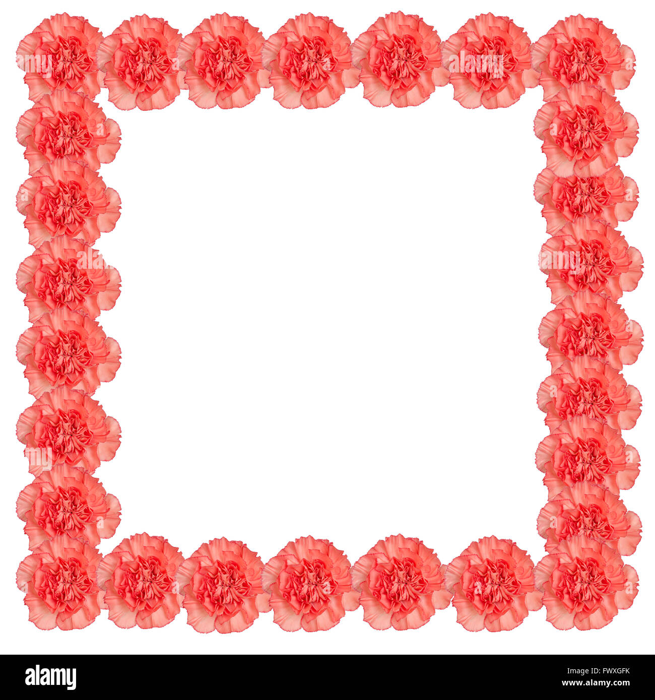 frame of carnation flower isolated on white background Stock Photo - Alamy