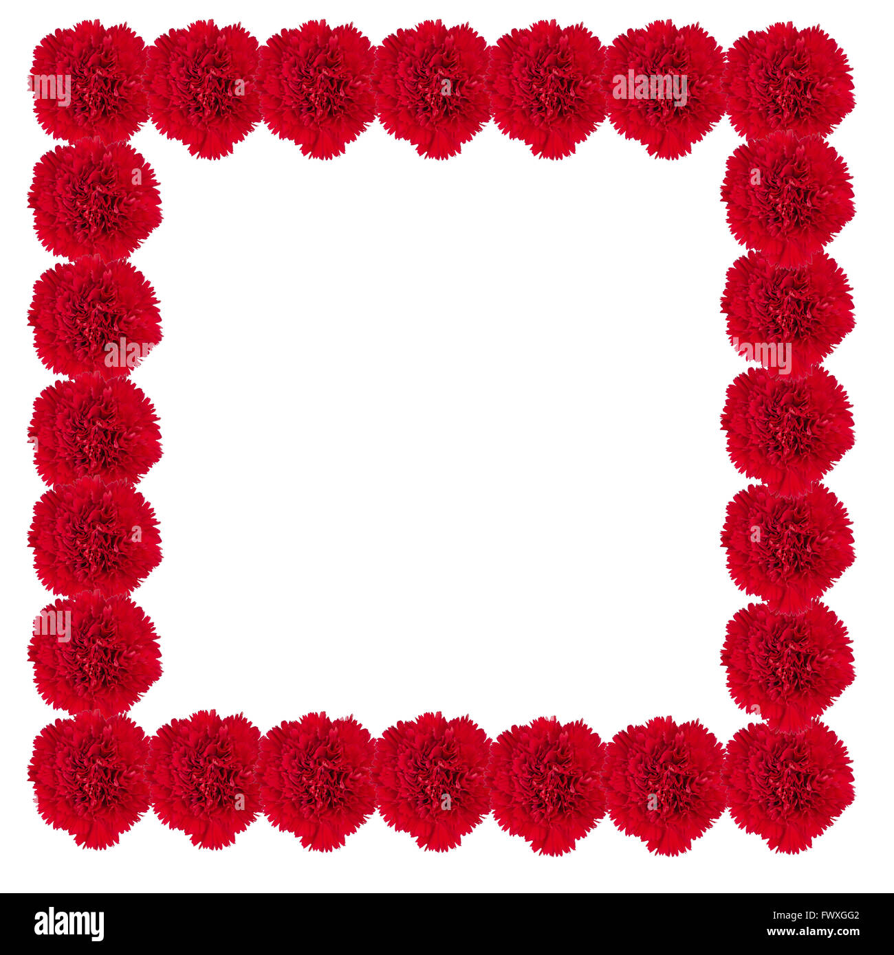 frame of carnation flower isolated on white background Stock Photo - Alamy