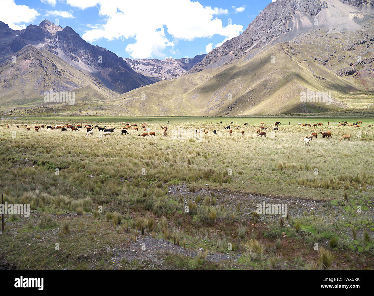 Peruvian scenery with fields of llamas in the high Andean Mountains ...