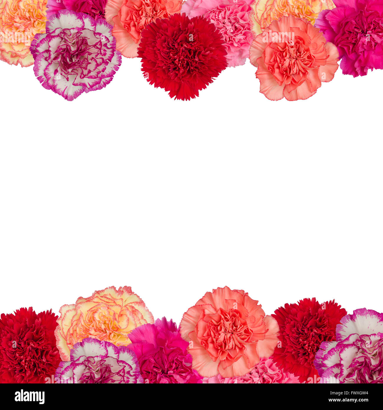 frame of carnation flower isolated on white background Stock Photo - Alamy