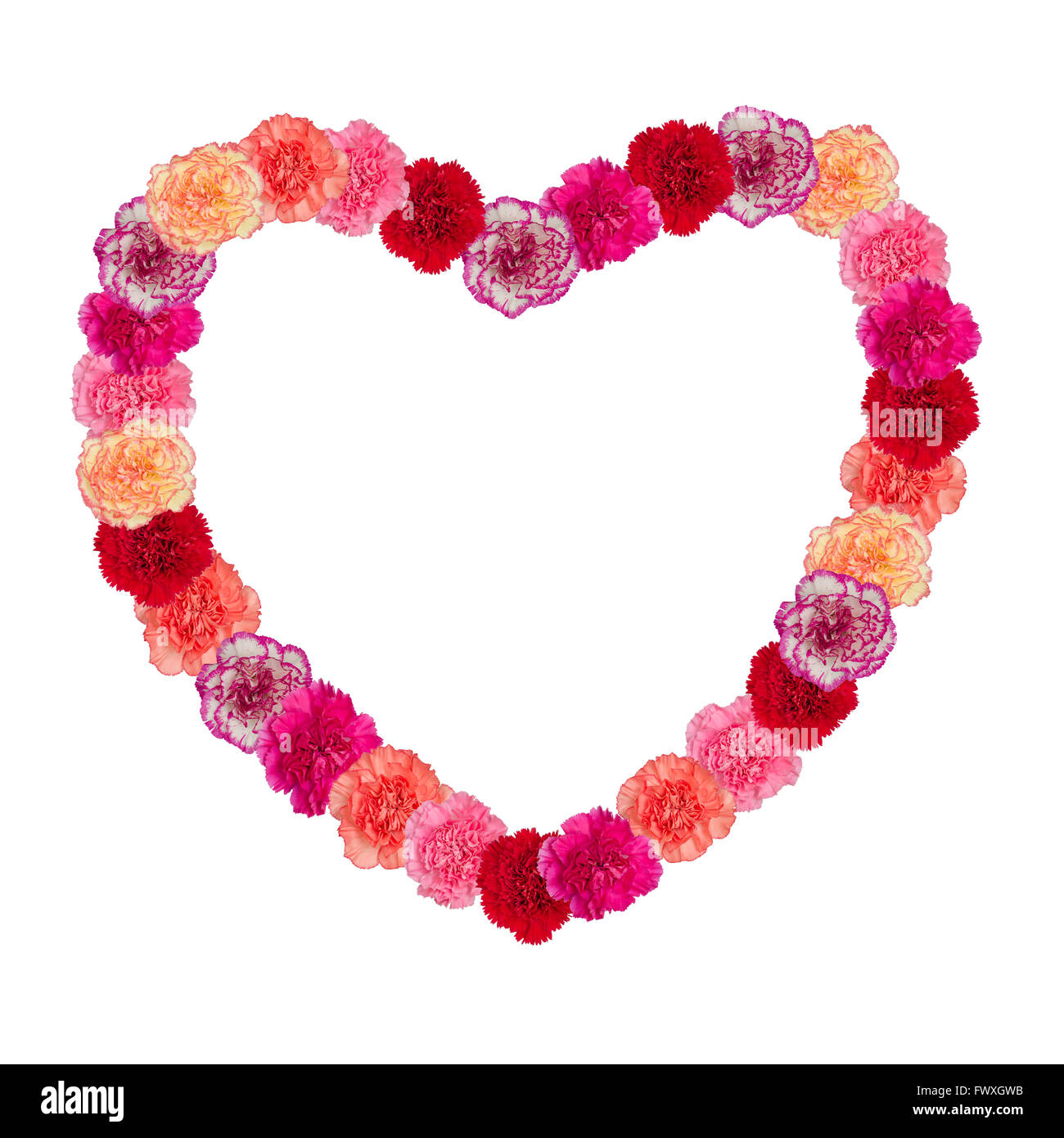 Heart frame of carnation flower isolated on white background Stock ...
