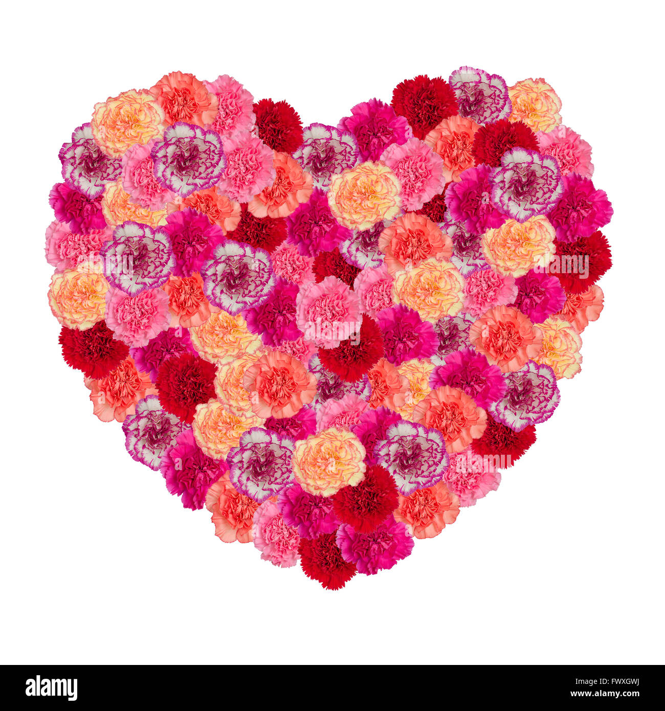 Heart frame of carnation flower isolated on white background Stock ...