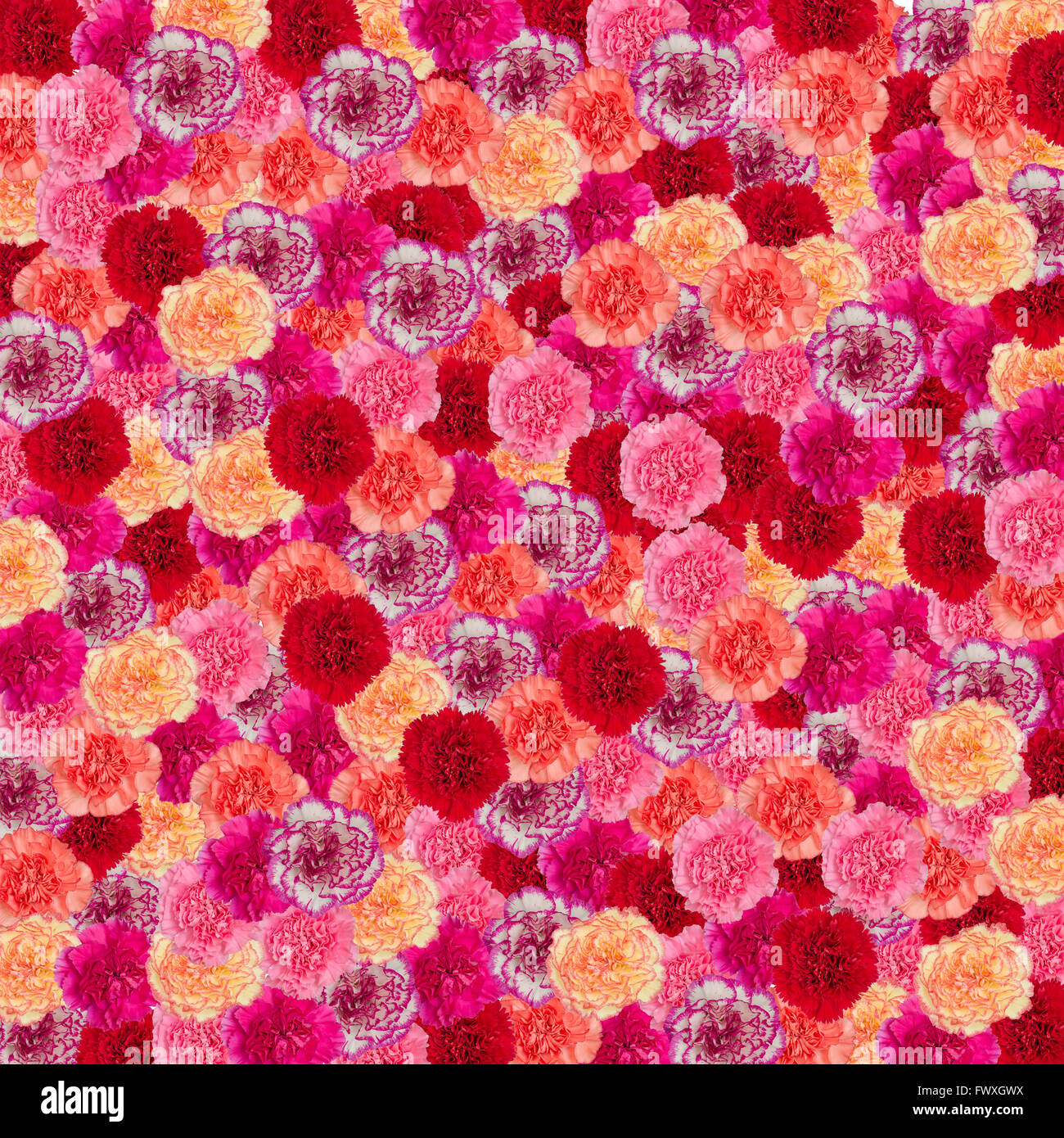 carnation flower background Stock Photo - Alamy