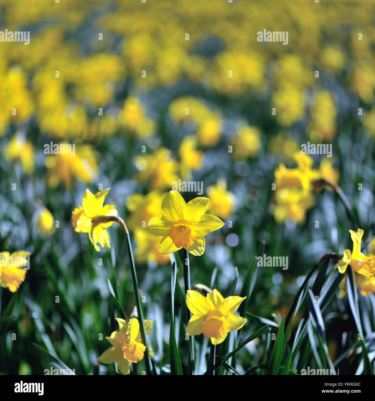 Daffodils in bloom hi-res stock photography and images - Alamy