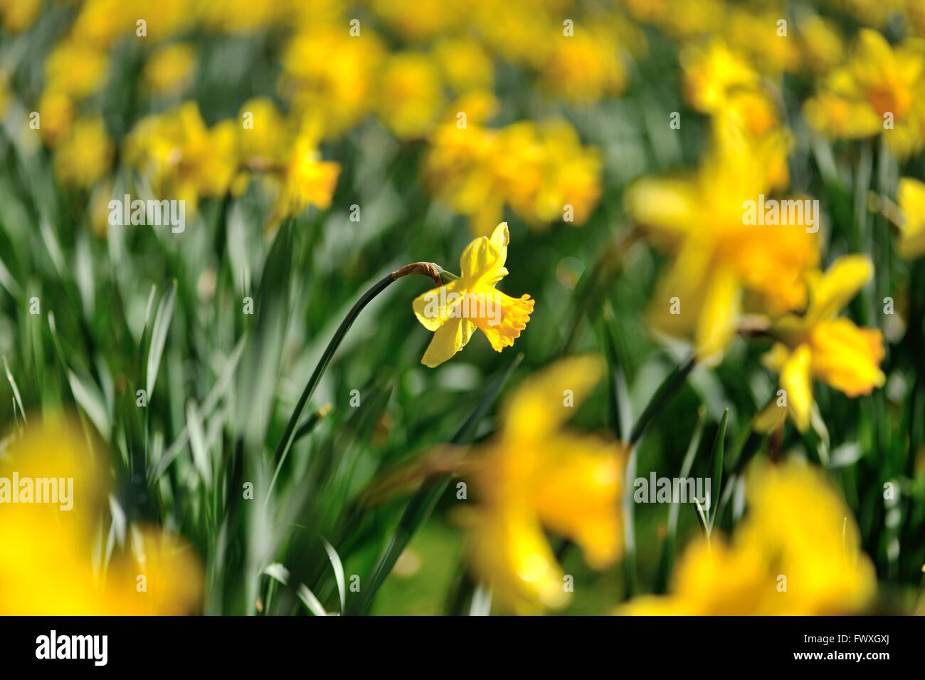 Daffodils in bloom hi-res stock photography and images - Alamy