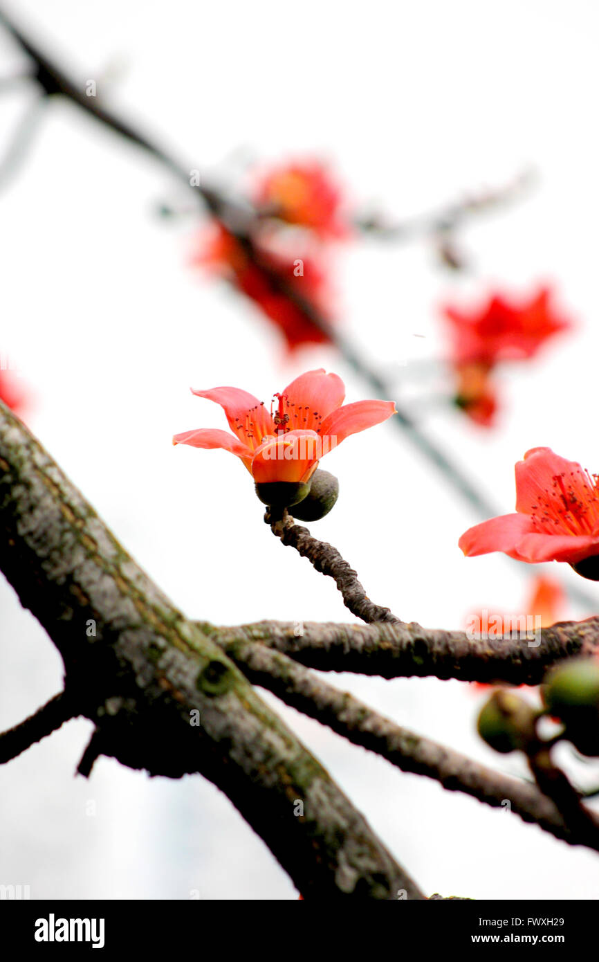 Red kapok tree hi-res stock photography and images - Alamy
