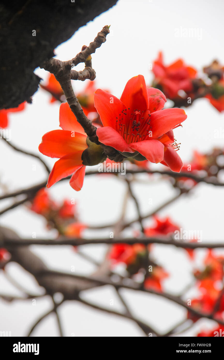 Red kapok tree hi-res stock photography and images - Alamy