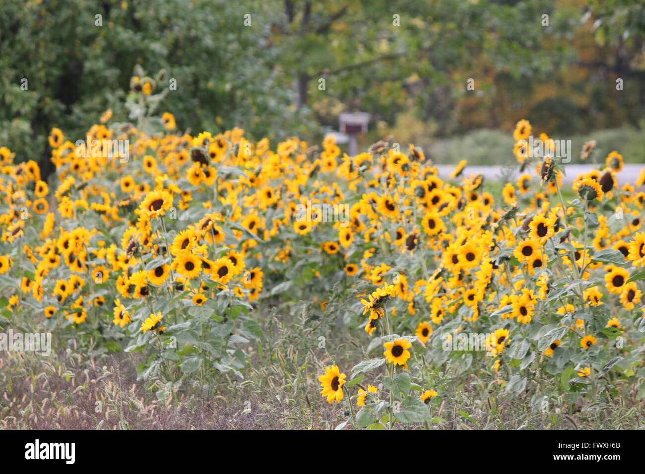 Small sunflowers hi-res stock photography and images - Alamy