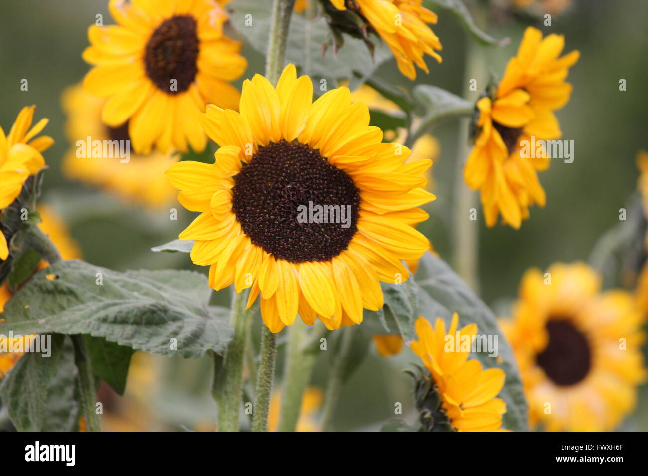 Small sunflowers hi-res stock photography and images - Alamy