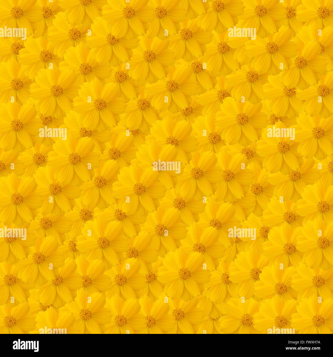 Yellow cosmos background Stock Photo - Alamy