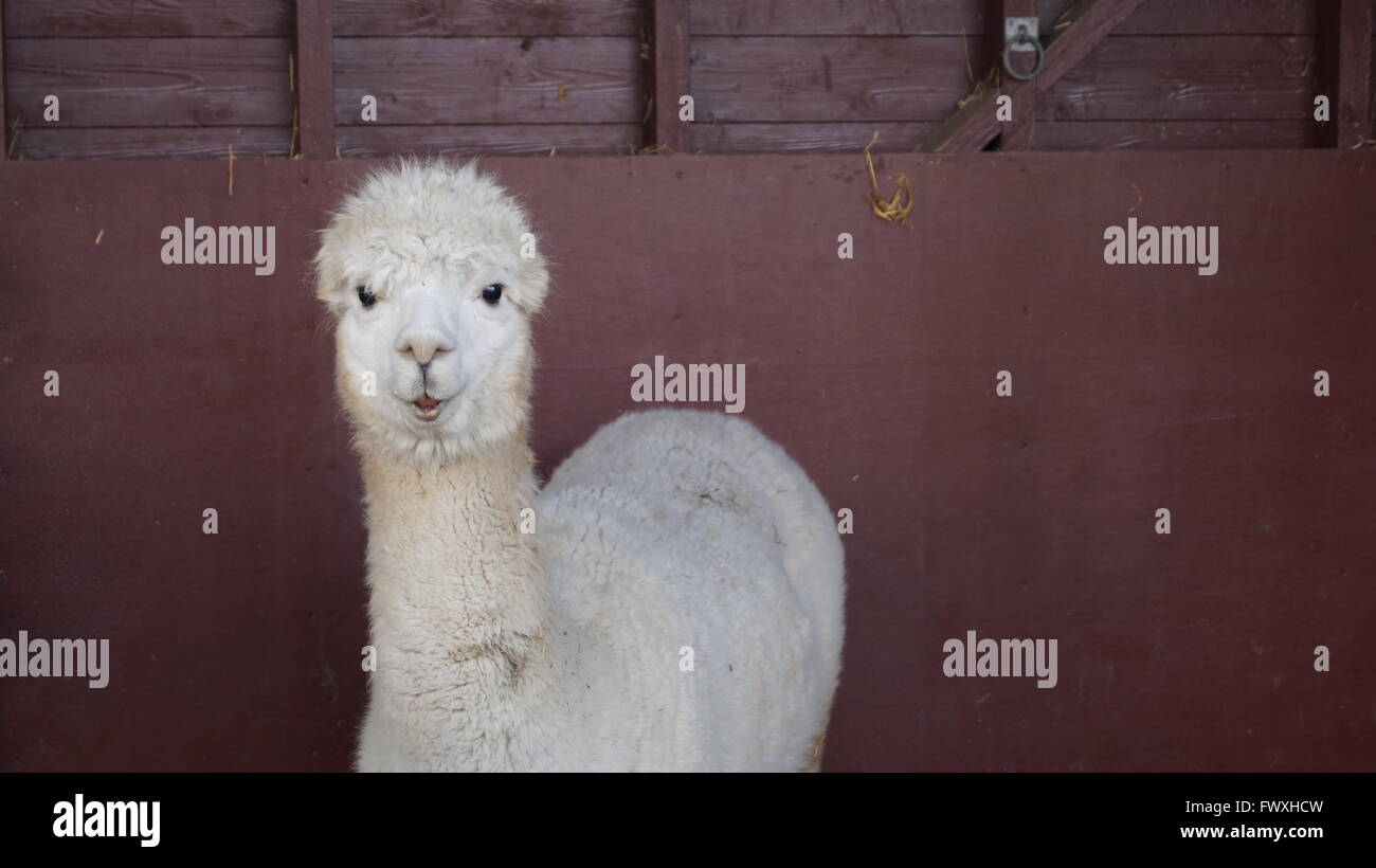 Alpaca spitting hi-res stock photography and images - Alamy