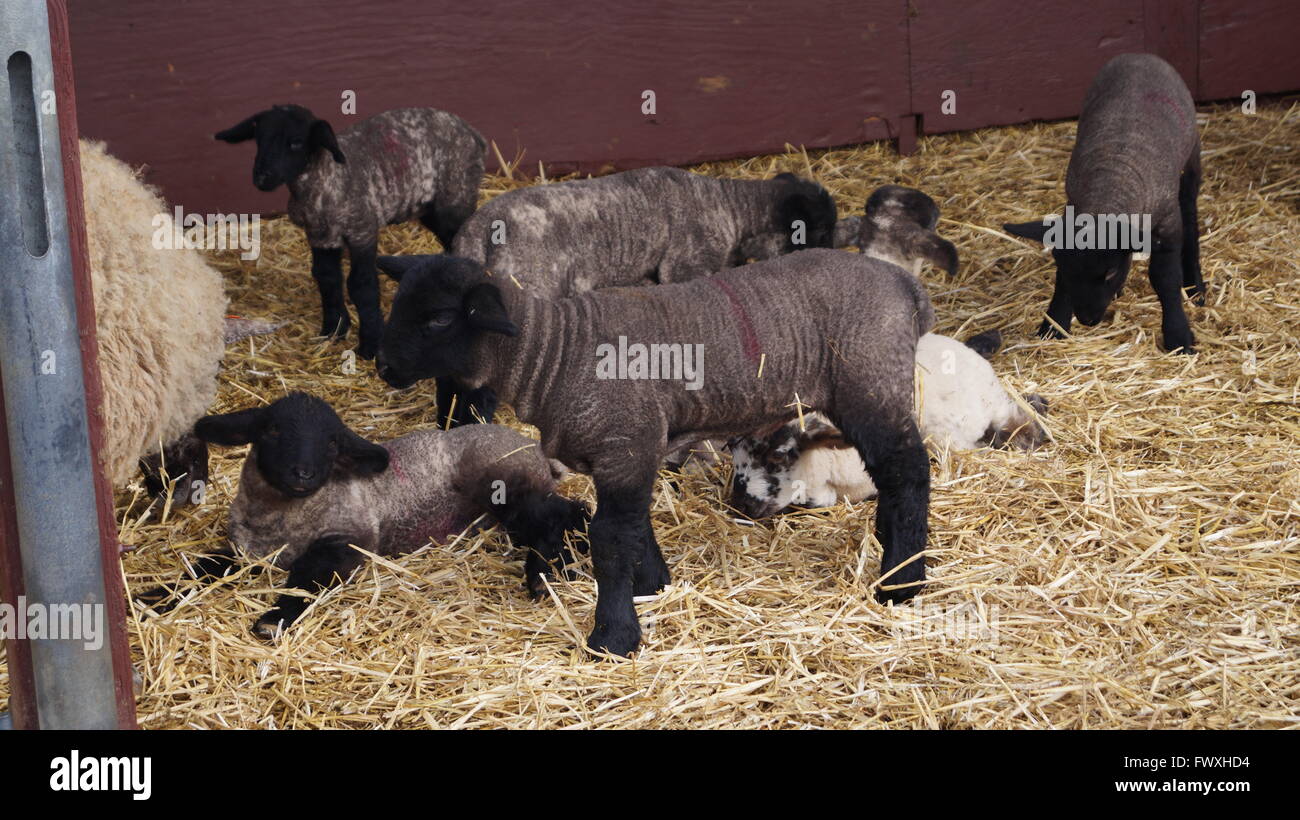 Lambs at the farm Stock Photo - Alamy