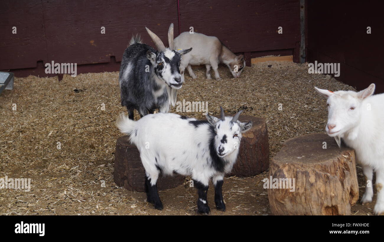 Herd of goats at the farm Stock Photo - Alamy