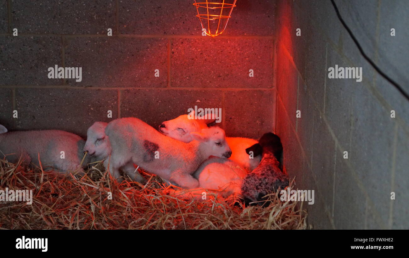 Newborn lambs under a heat lamp Stock Photo - Alamy
