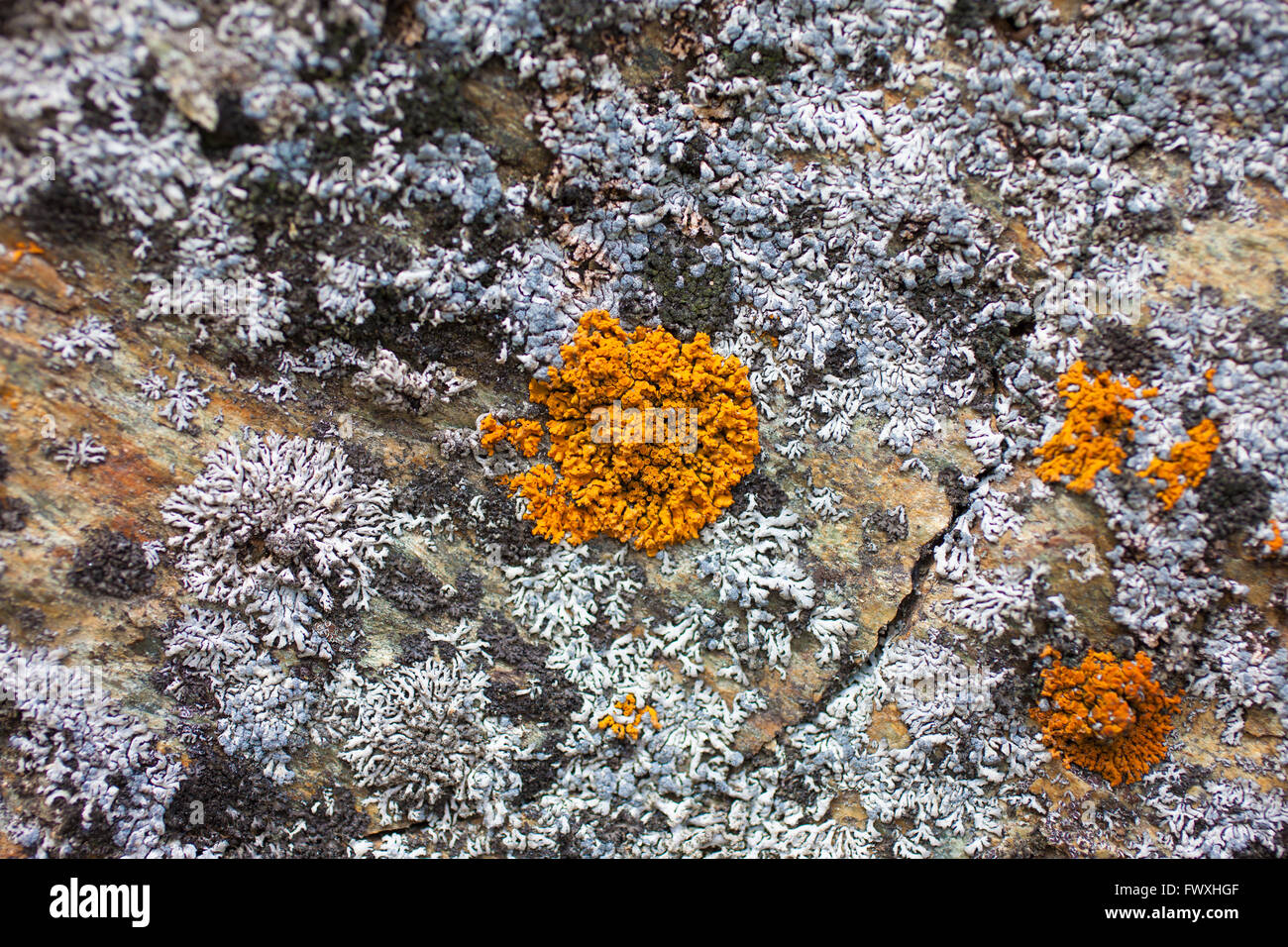 Orange lichen on rocks hi-res stock photography and images - Alamy