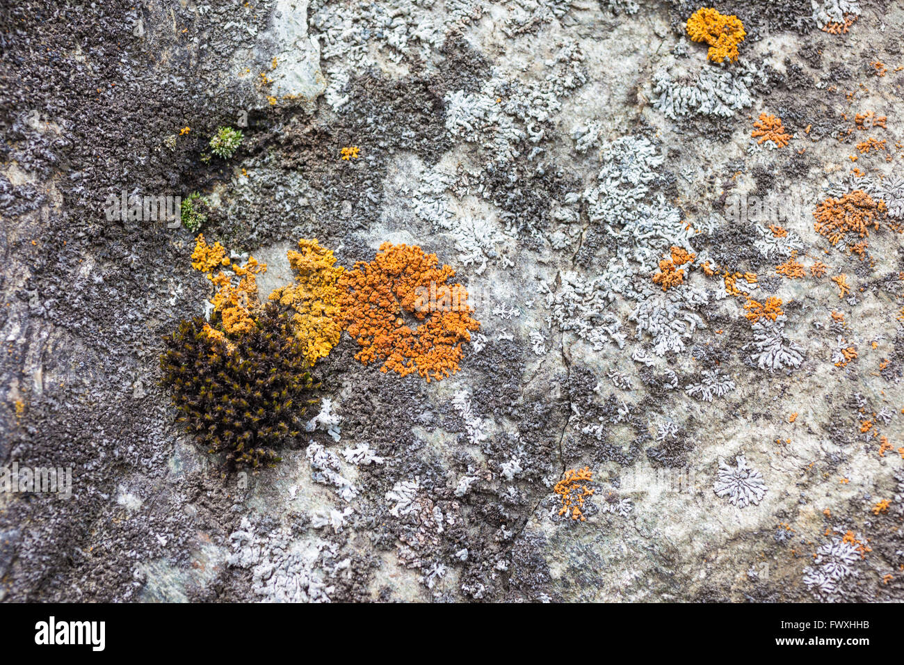 Lichen On Rock Rocks High Resolution Stock Photography and Images - Alamy