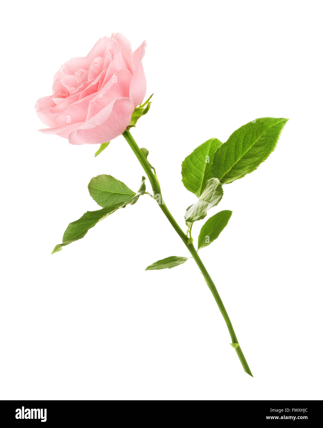 single pink rose flower, isolated on white background Stock Photo - Alamy
