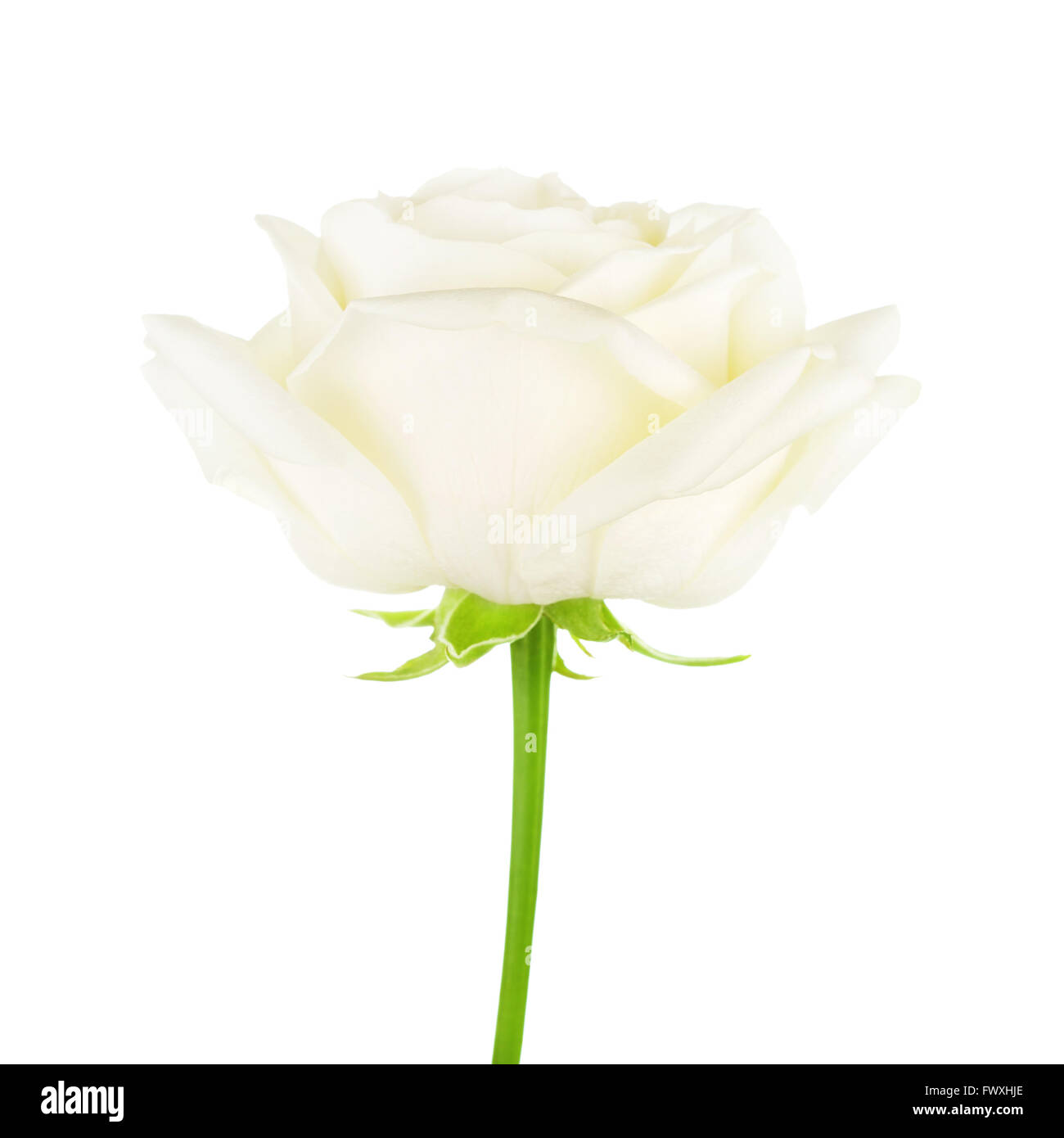 single cream rose flower, isolated on white background Stock Photo - Alamy