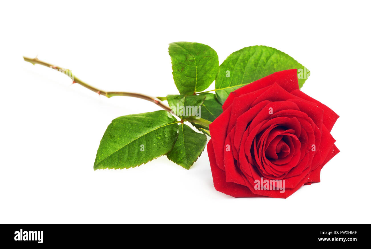 single red rose flower, isolated on white background Stock Photo - Alamy